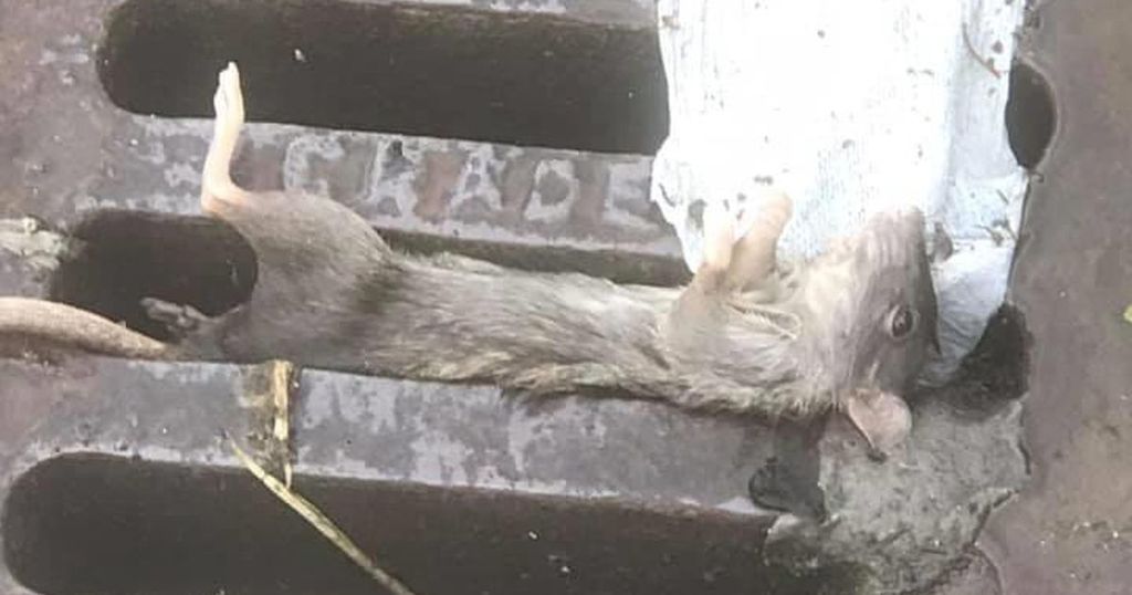 Mum's horror as severe flooding sends rats and human…