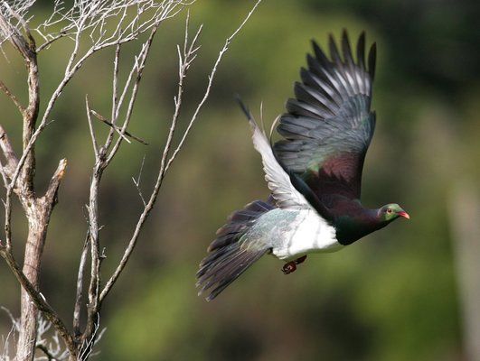 This year's Great Kereru Count most successful yet