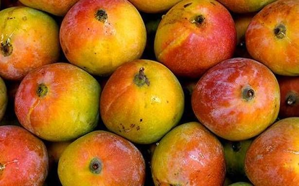 A not-so-sweet battle: Mango vs banana