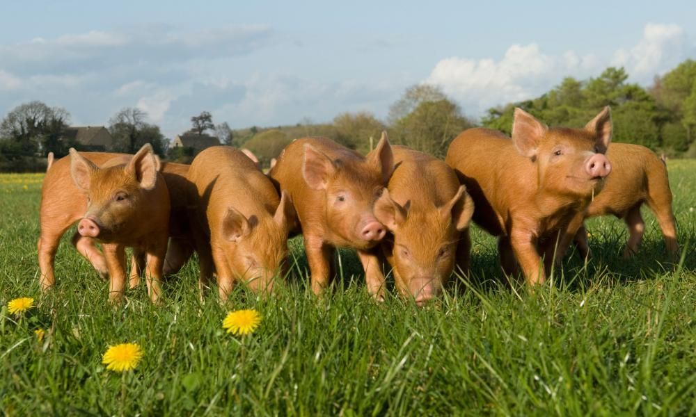 What a porker! Why pigs have got slimmer as humans get…