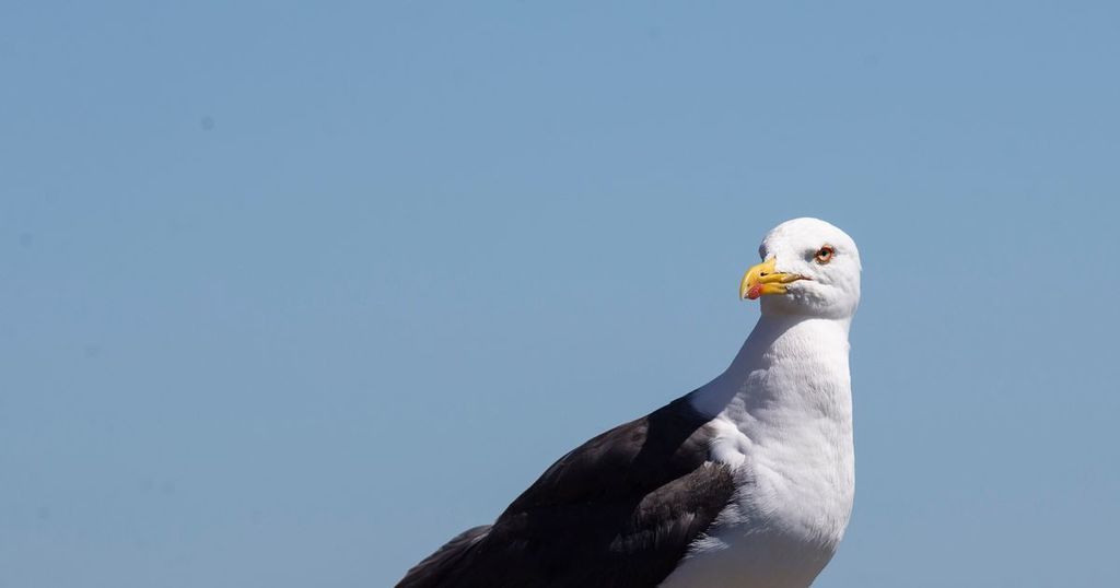 Why you might see 'drunk' seagulls as Flying Ant Day…