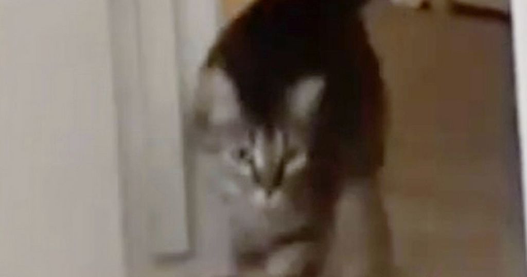 Cute cat filmed 'crying like a baby' after her owner…