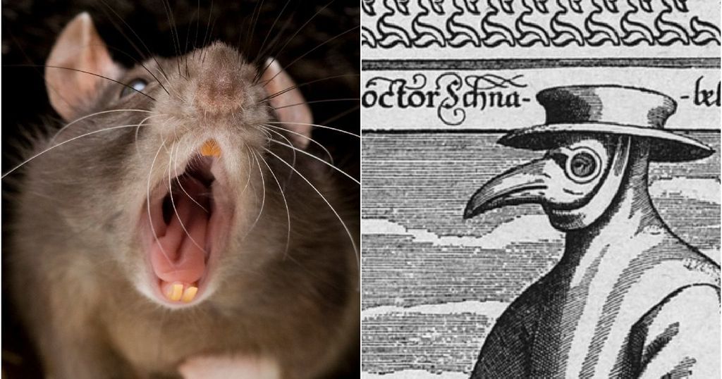 What is 'Black Death' bubonic plague and how does it…