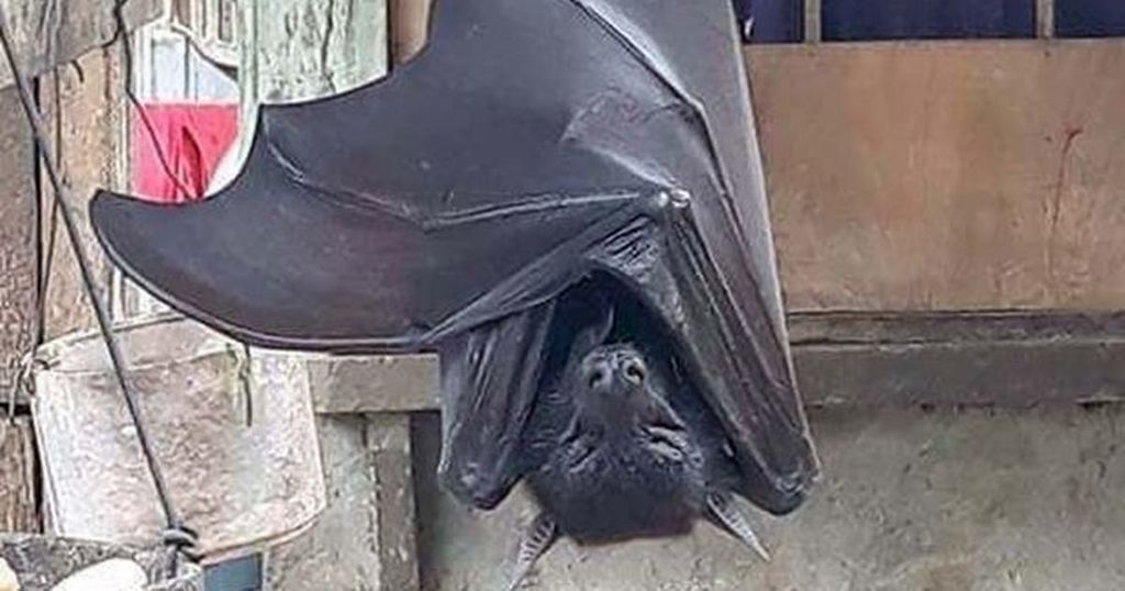 Social media users left terrified after image of giant…