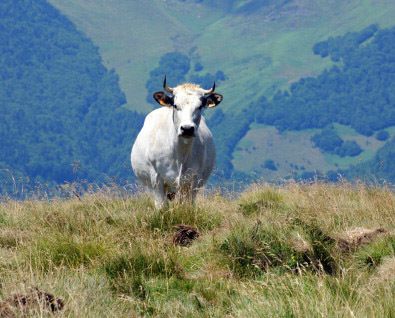 Driver cheats death after 500kg cow crash lands on car…