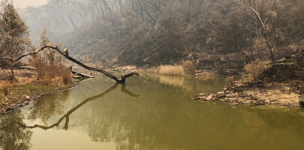 Before and after: see how bushfire and rain turned the…