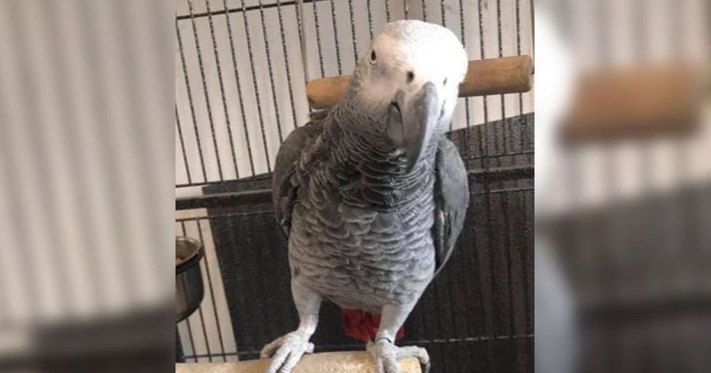 Meet Freddie - the lost African grey parrot who is…