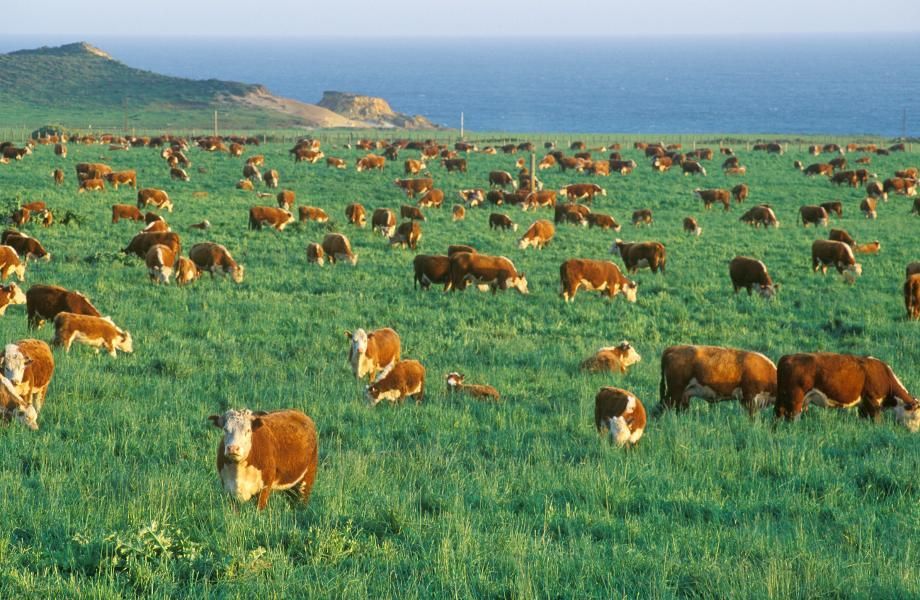 Burger King’s Plan To Save The Planet? Less-Gassy Cows