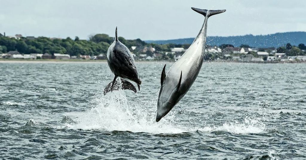 Best places for dolphin spotting around Scotland