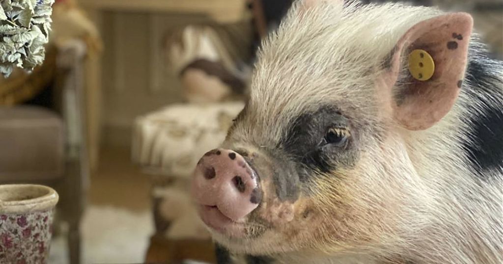 Sir Rod Stewart becomes a pig farmer thanks to wife…