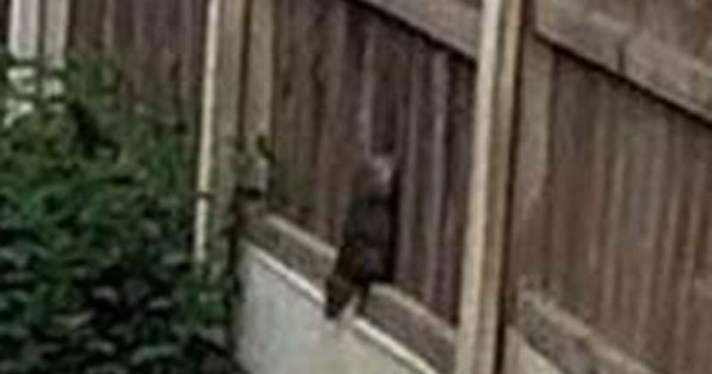 Monster super rats 'leave residents scared to step out…