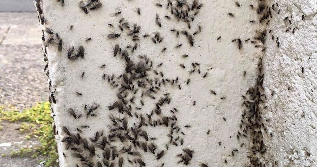 Skin-crawling footage shows swarm of flying ants…