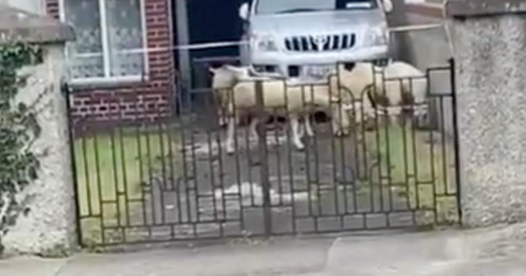 Hilarious footage shows moment seven confused sheep…