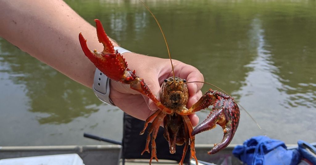 Red swamp crayfish: Studying and trapping the invasive…