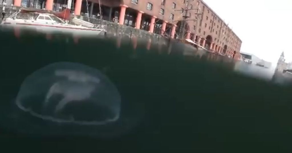 Underwater video shows what lives beneath the Albert…
