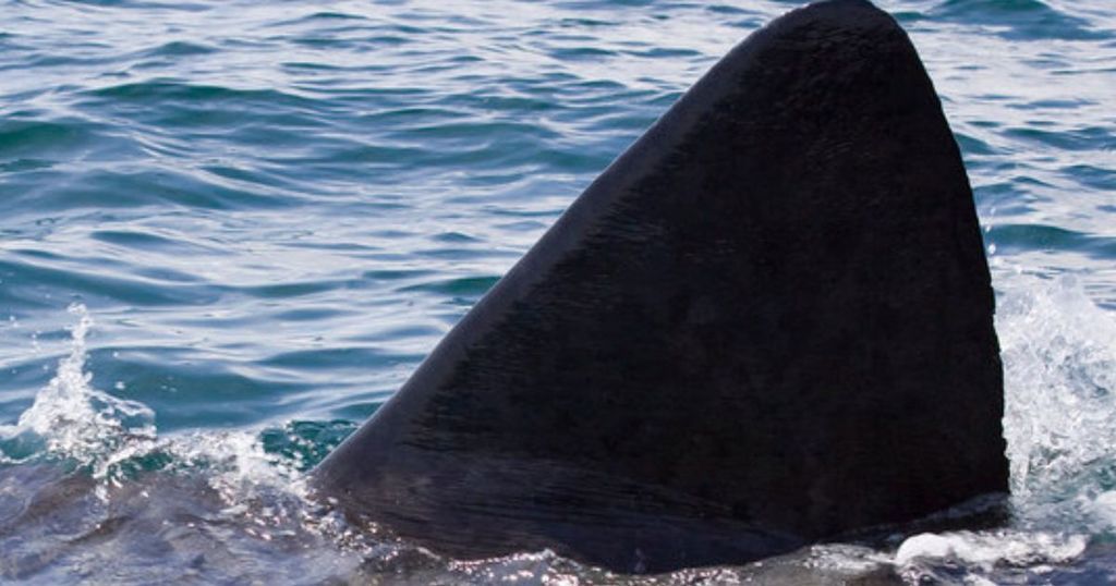 'Jaws' moment at Rhossili beach as shocked bathers see…