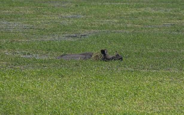 After floods, infection scare from domestic animals in…