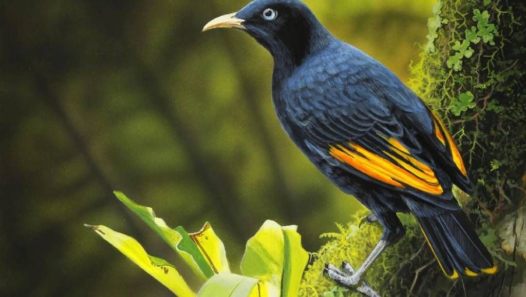 Rare bird gets the twitchers twitchy