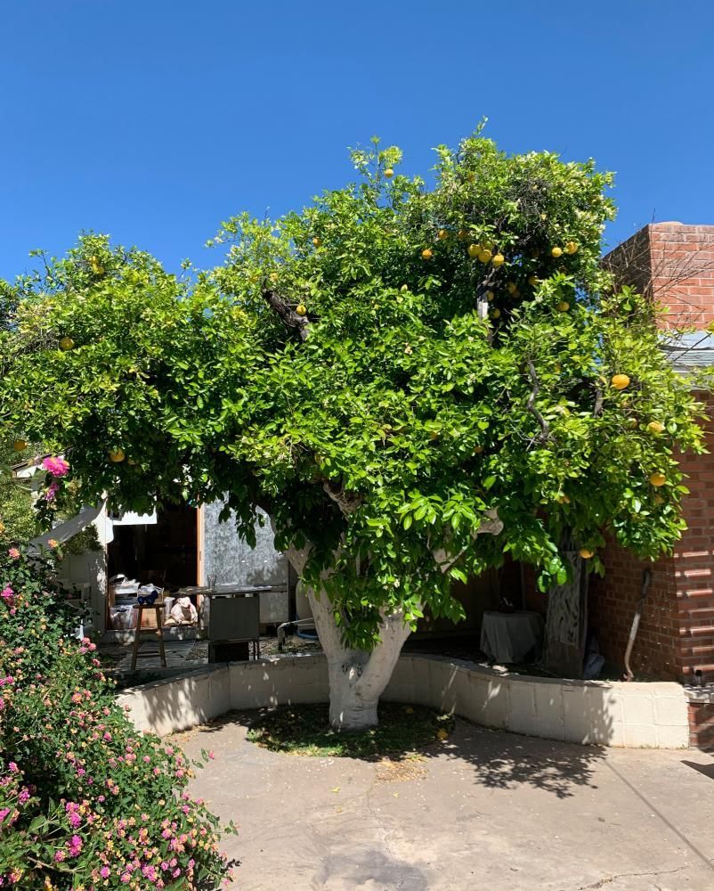 Tree of the week: 'The grapefruit tree's small,…