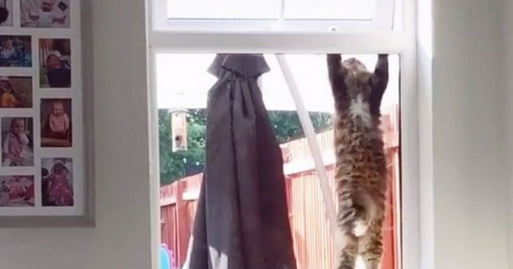 Woman captures moment random cat performs pull-ups to…
