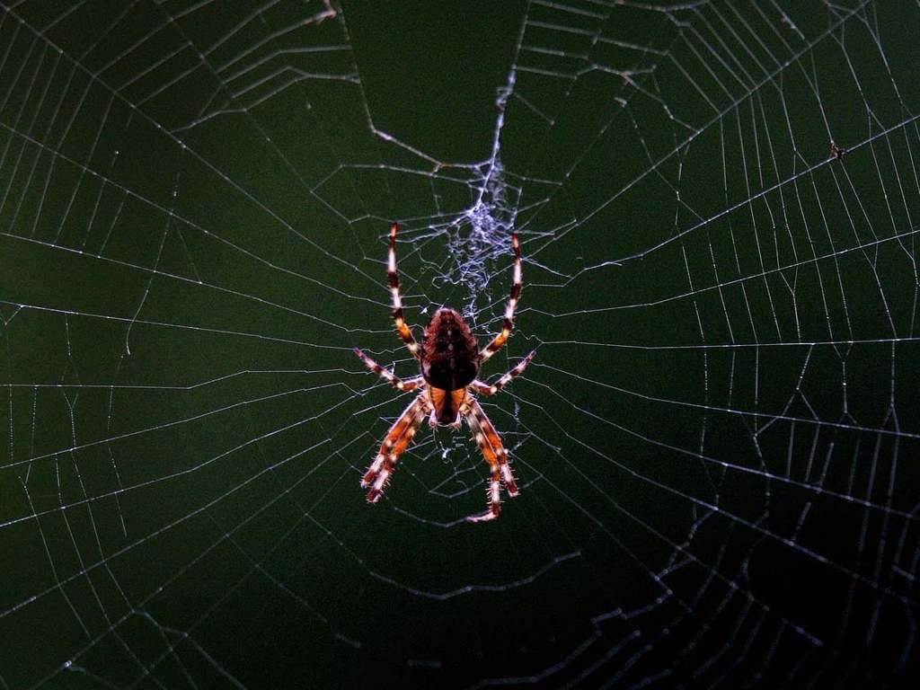 Giant house spiders 'the size of your hand' invading…