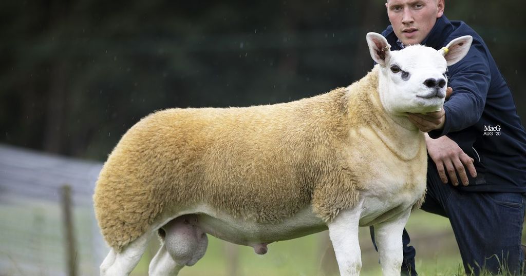 A baa...gain? 'World’s most expensive sheep' sells for…