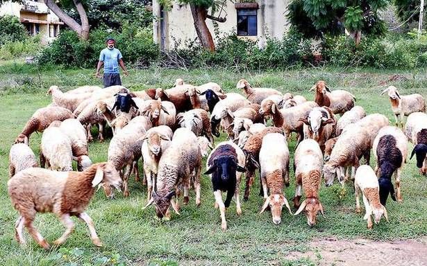 Polytechnic takes up project to conserve native…