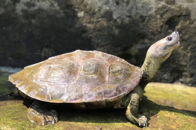 Rare turtle known for goofy grin brought back from…